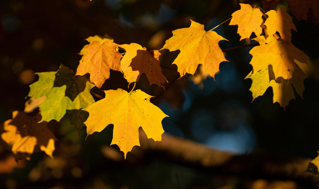 Sugar Maple | CMP Tree Selection Tool